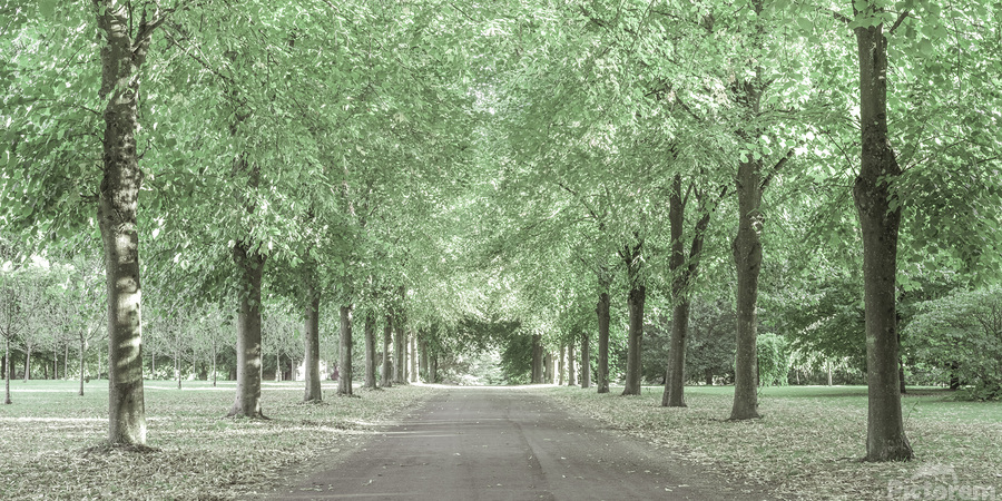 Pathway through trees by Assaf Frank Wall Art