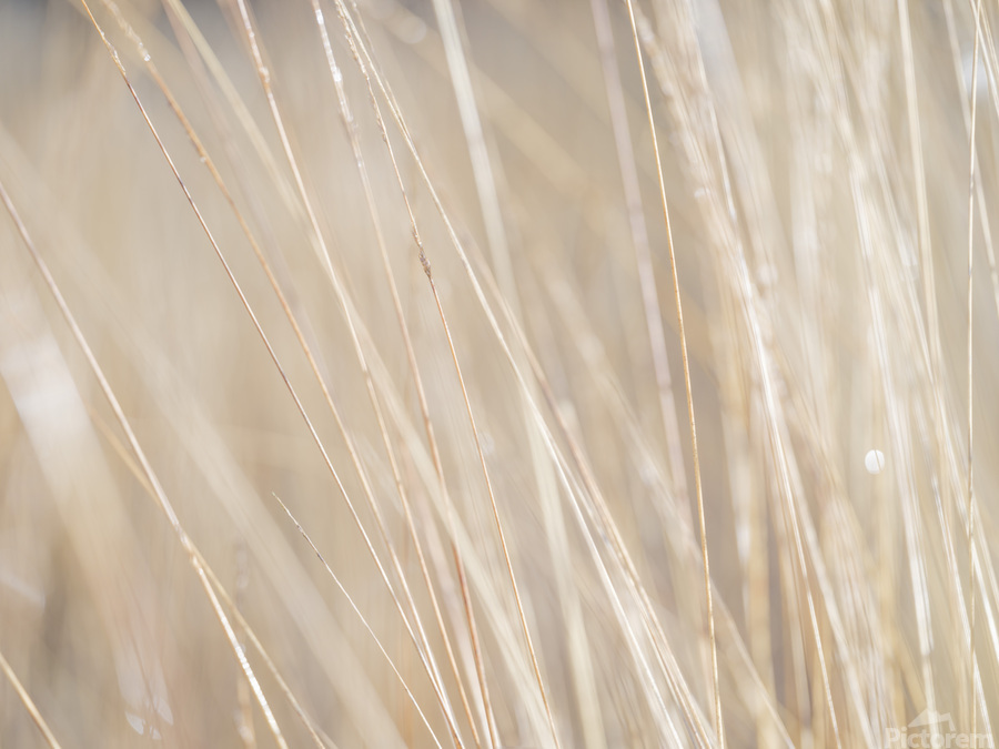 Reeds by Assaf Frank Wall Art