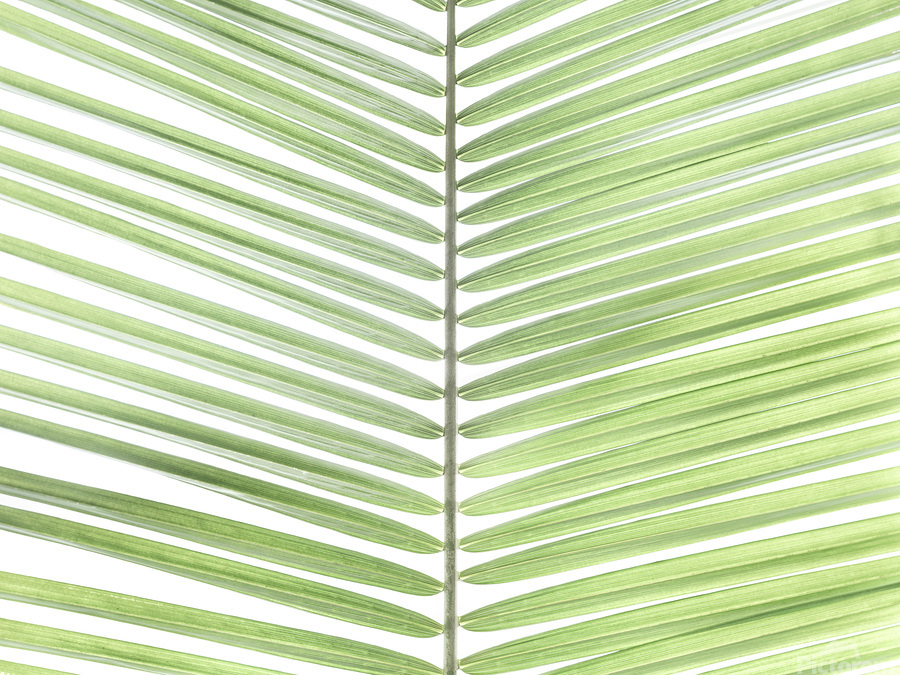 Palm Veins by Assaf Frank Wall Art