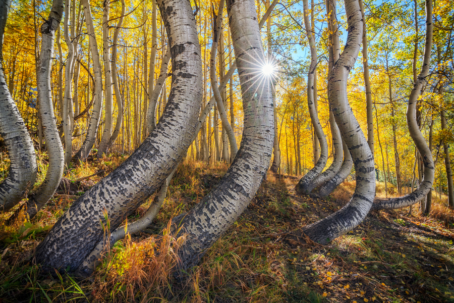 Dance of the Aspens by Rick Berk Wall Art