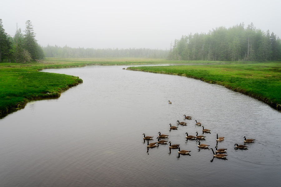 Mystic Marsh Gathering by Rick Berk Wall Art