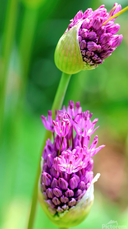 Giant onion flowers by Guy Hee Photography Wall Art