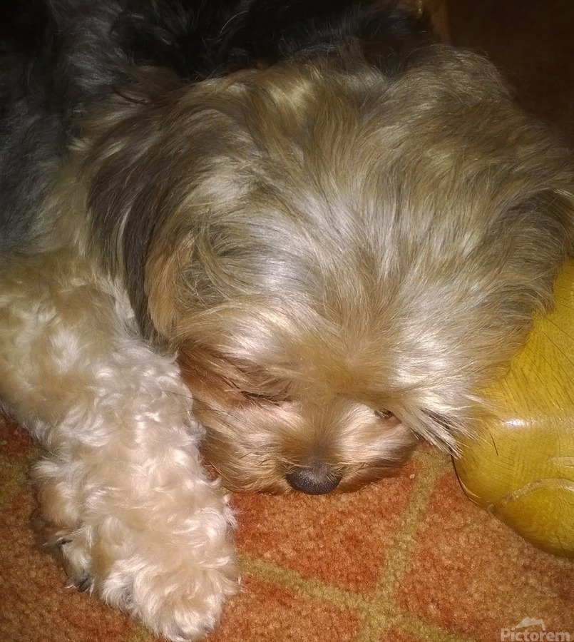 RILEY SLEEPING by BRUCE J FREDERICK Wall Art