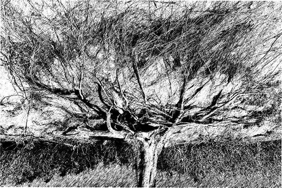 mysterytree by Sean Ahern Wall Art