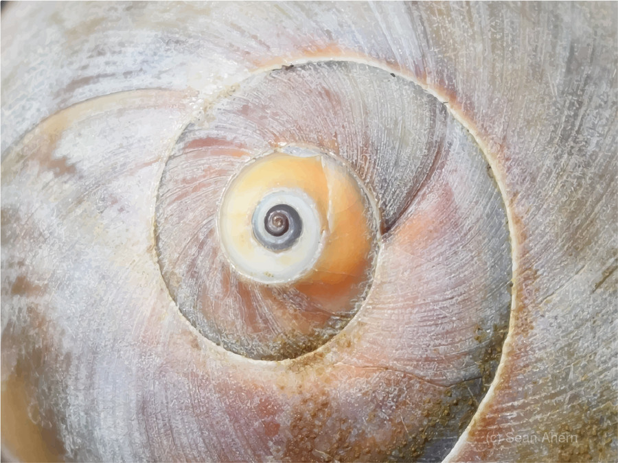 snaily cropped by Sean Ahern Wall Art