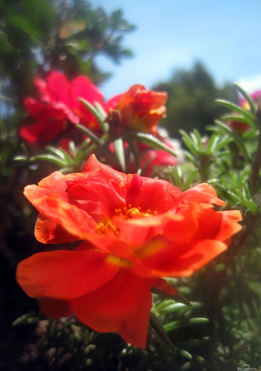 Summer Beauties by Jaeda DeWalt Wall Art