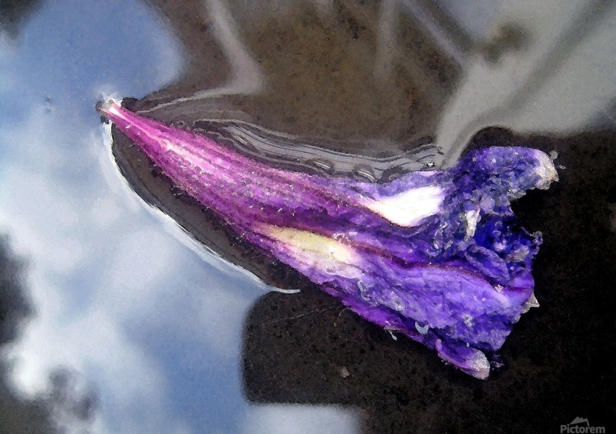 Floating Starry Sky Flower by Jaeda DeWalt Wall Art