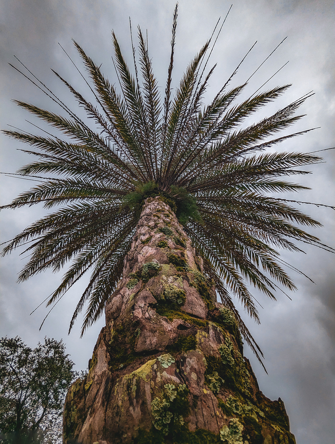 Palm Tree by LNC PHOTOGRAPHY Wall Art
