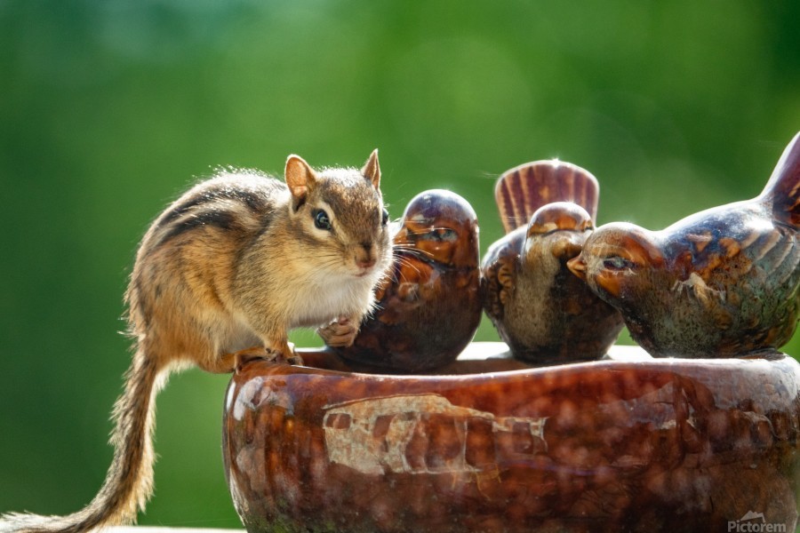 Chipmunk at Bird Bath by RBA Photography Wall Art