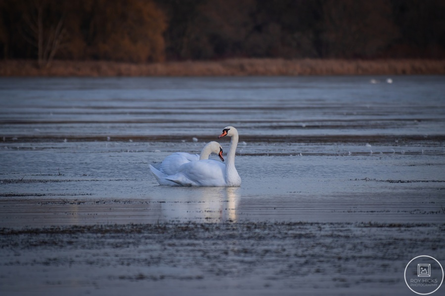 McLaughlin Bay Wildlife Reserve Swans by Roy Hicks Photography Wall Art