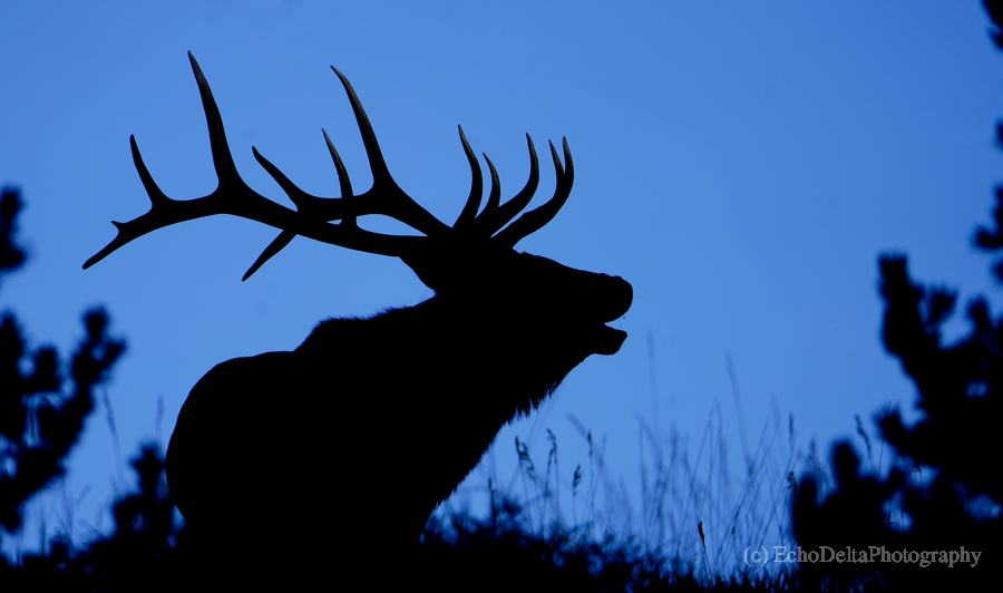 Bull elk silhouette by EchoDeltaPhotography Wall Art