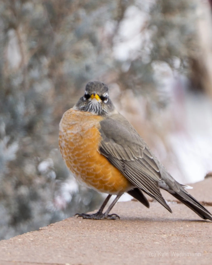 Robin 1 by Kyle Werthmann Wall Art