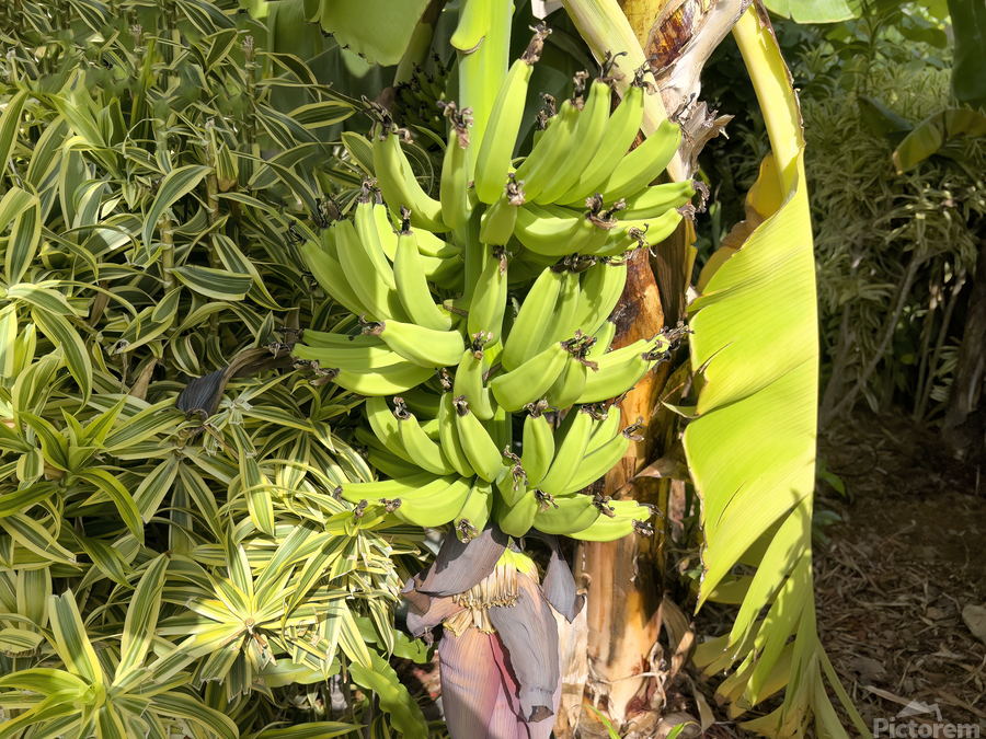 banana tree by Thomas Baker Wall Art