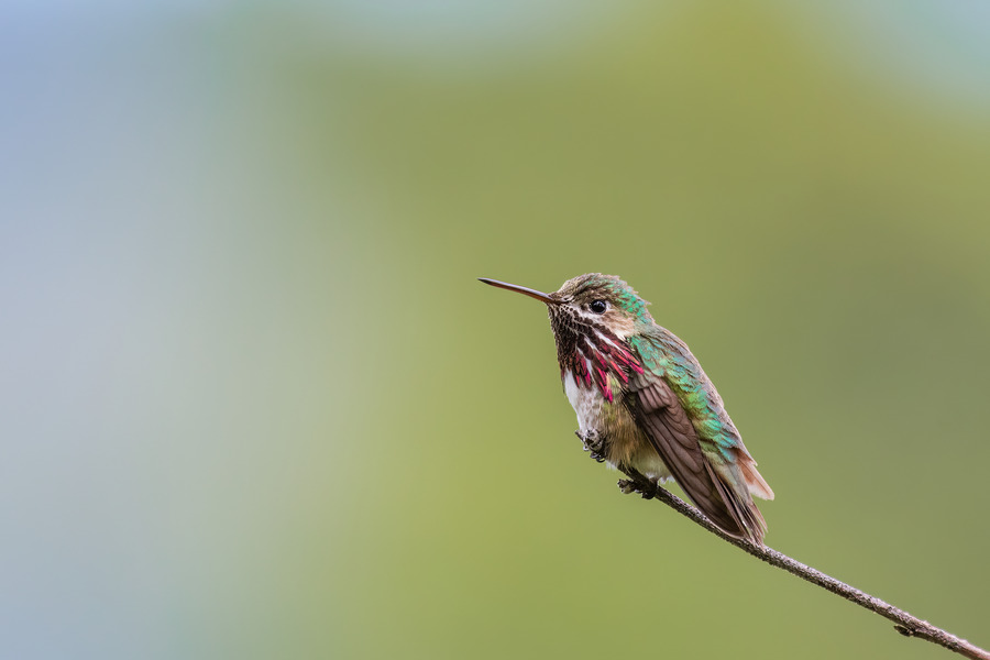 Male Calliope Hummingbird by Randy Tremblay Photography Wall Art