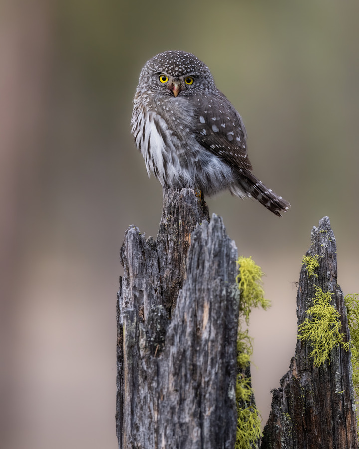 NEW - Northern Pygmy Owl by Randy Tremblay Photography Wall Art