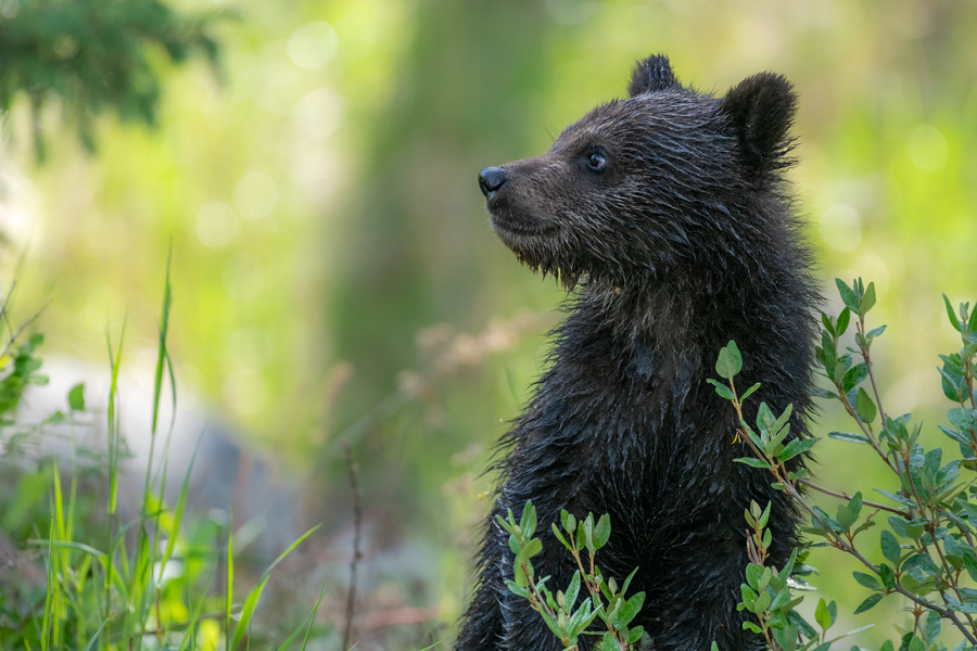 NEW - Grizzly Cub by Randy Tremblay Photography Wall Art