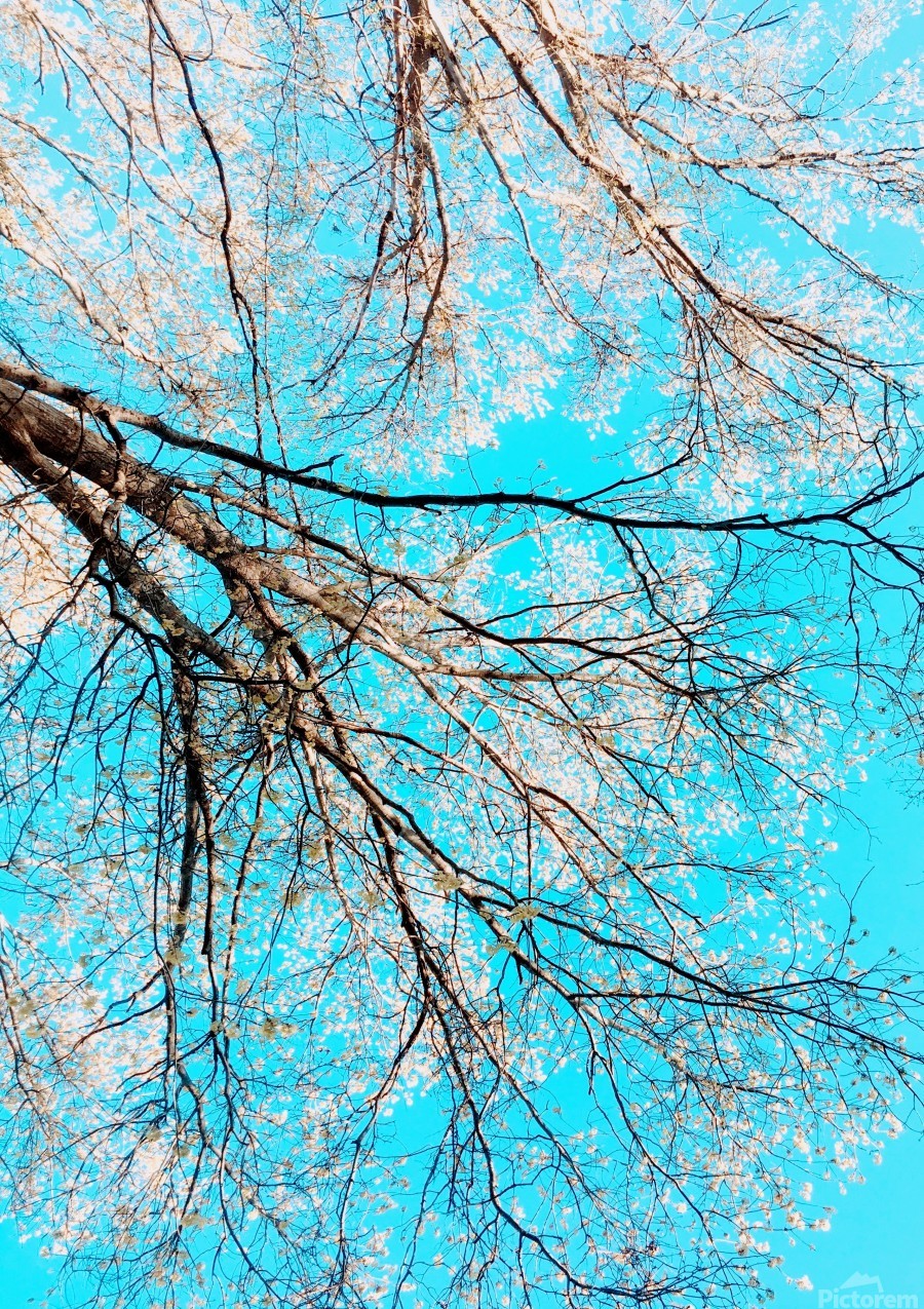 Blossoms from Above by Amna Hashmi Wall Art