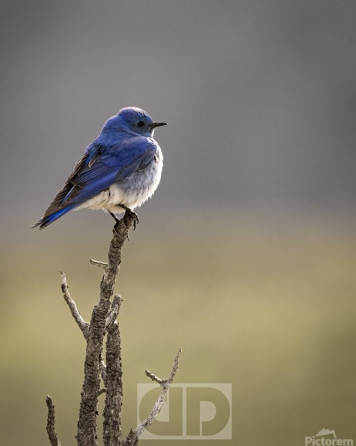 Mountain Bluebird by AWildTime Photos Wall Art