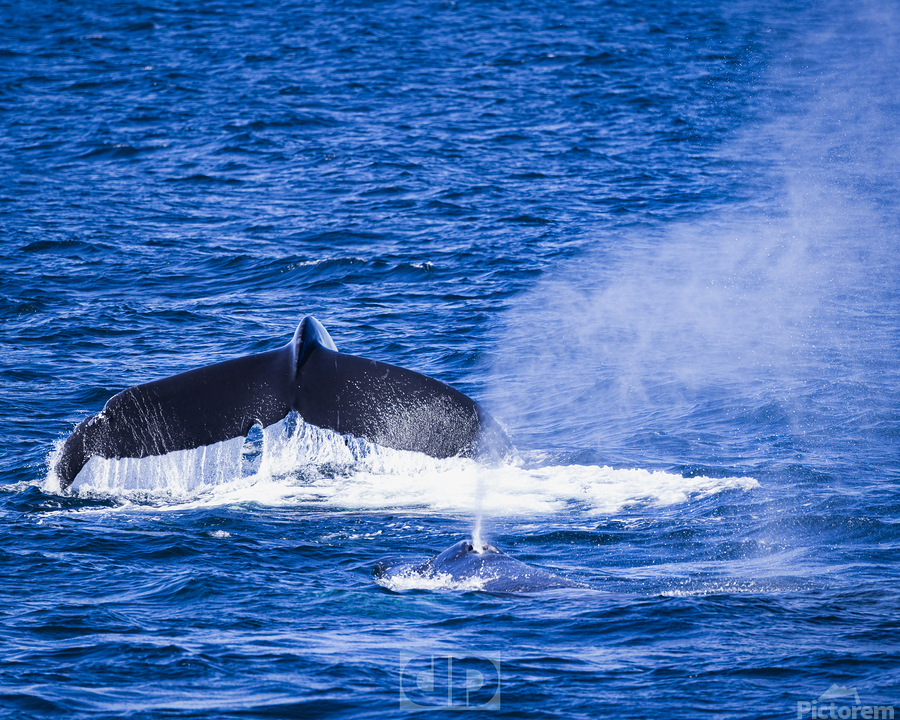 Humpback Whale Pair by AWildTime Photos Wall Art