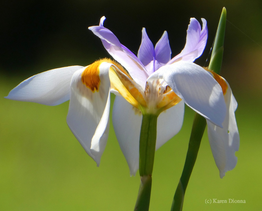 Wood Iris by Karen Dionna Wall Art