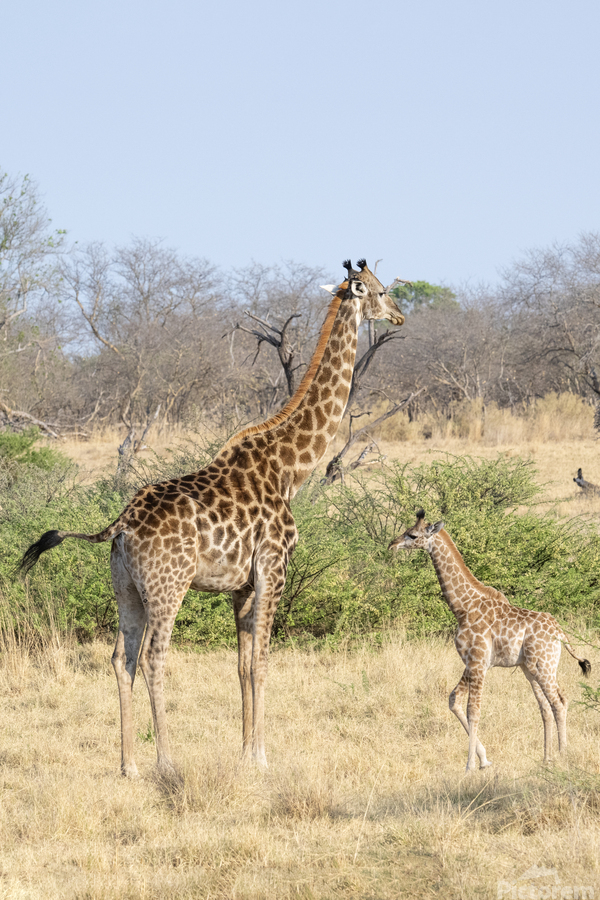 Small tall by David Northall Wall Art