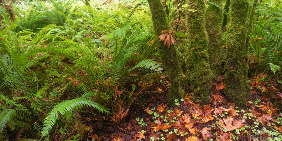 Queets Forest Trail by David Northall Wall Art