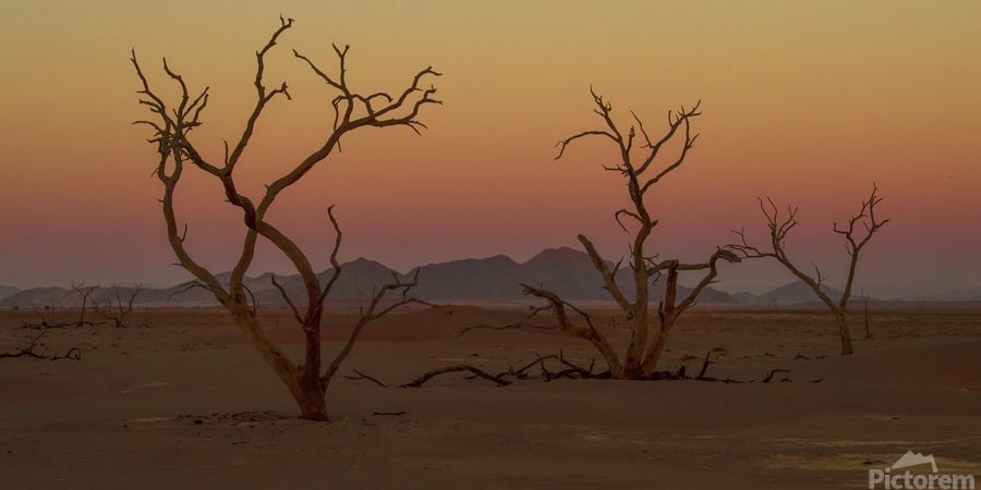 Namibian Sunset Trees by David Northall Wall Art
