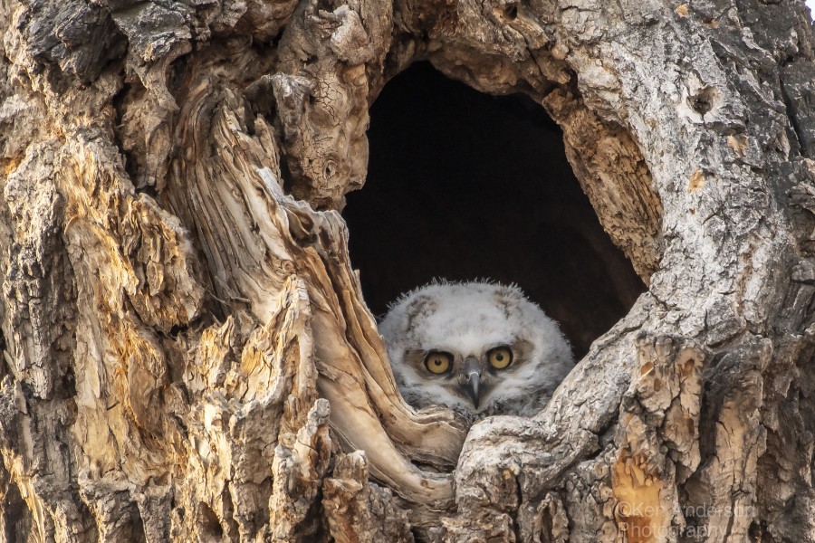 0815 - Owl Window by Ken Anderson Photography Wall Art