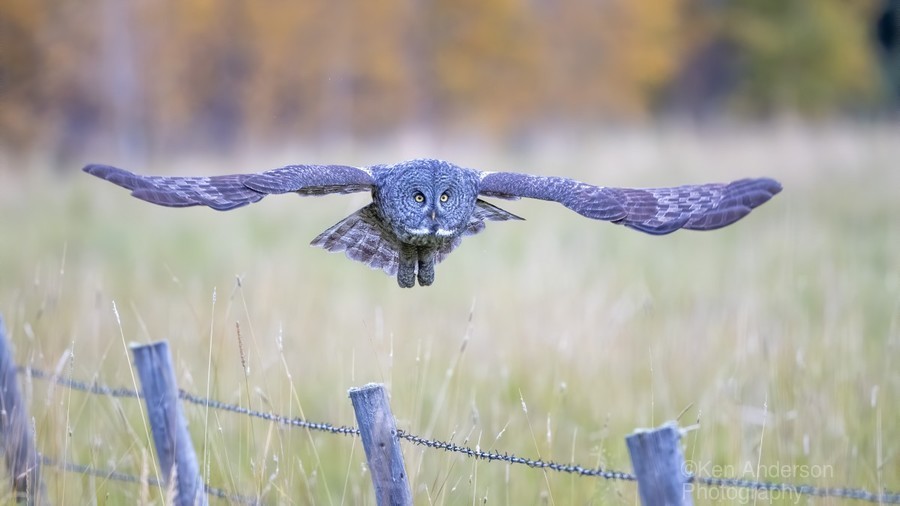 Great Grey Ow - Flat Out by Ken Anderson Photography Wall Art