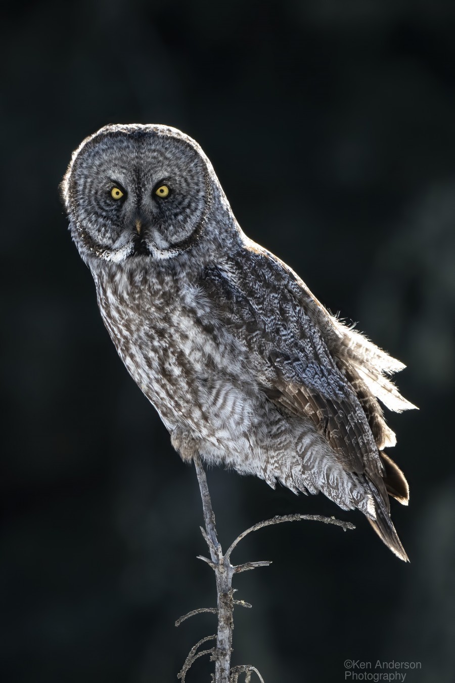 1940 - Great Grey Owl by Ken Anderson Photography Wall Art