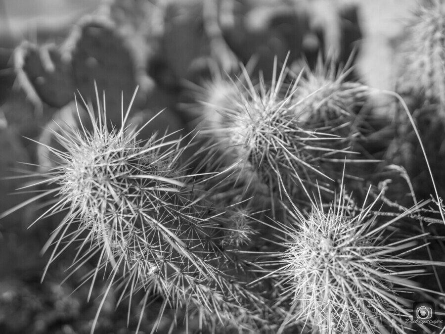 Superstition Mountains by Dubeyscape Wall Art