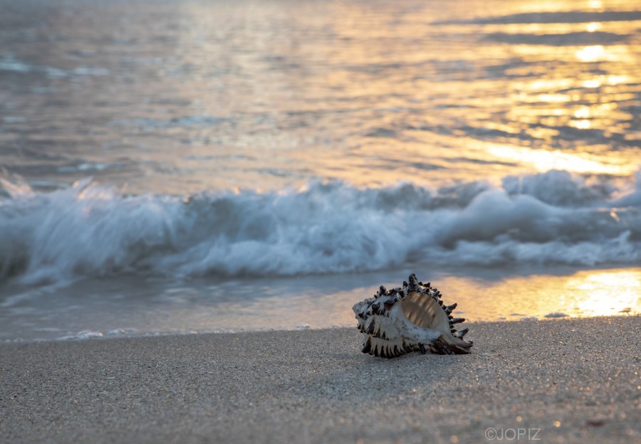 GOOD MORNING SEASHELL by JOPIZ Wall Art