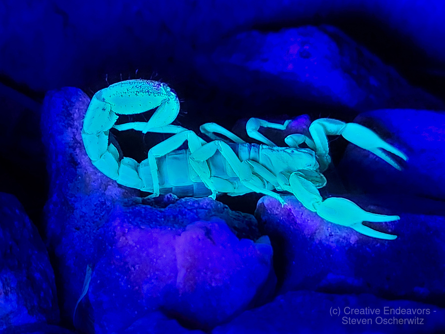 Side view of Centuroides scorpion by Creative Endeavors - Steven ...