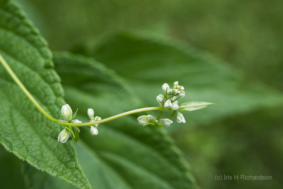 Climbing False Buckwheat by Iris H Richardson Wall Art