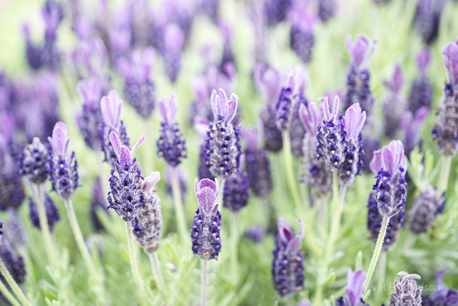 Rabbit Ears Lavender Field by Iris H Richardson Wall Art