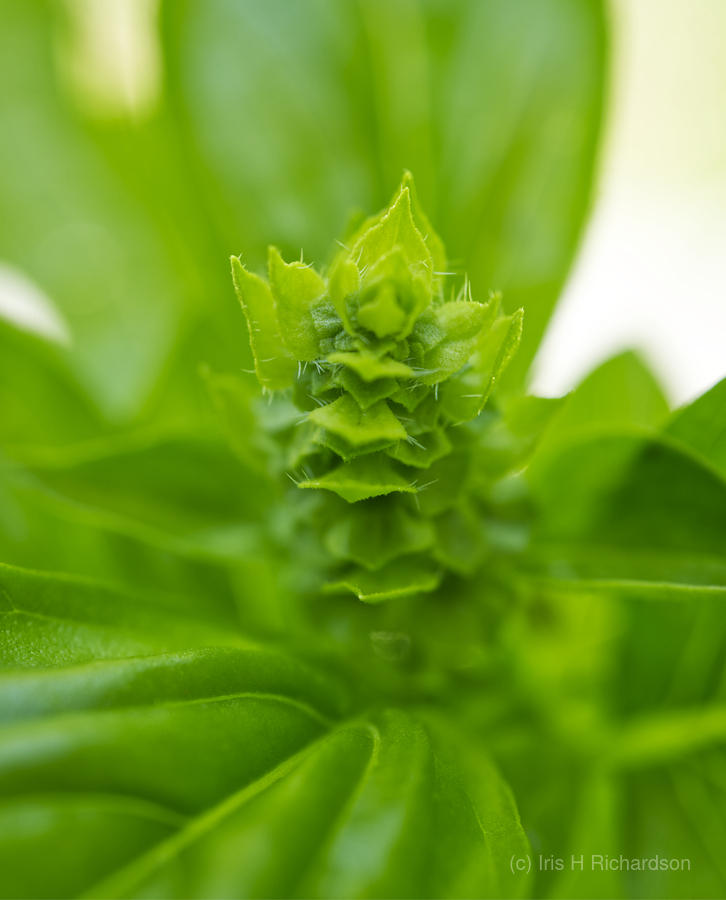 Basil Bloom by Iris H Richardson Wall Art