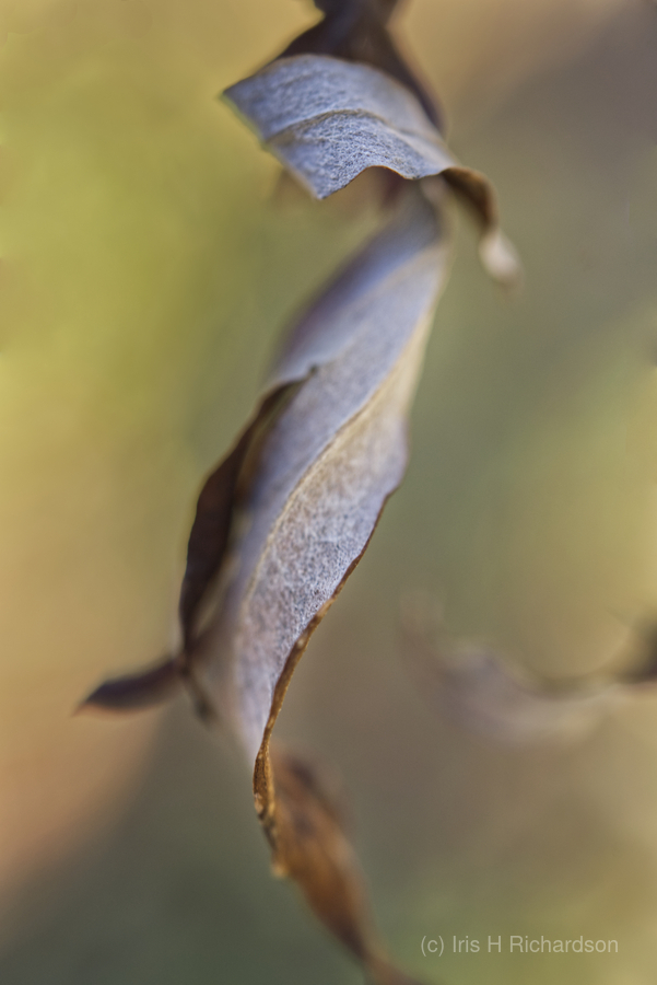 Dried Pokeweed Leaf Curl by Iris H Richardson Wall Art