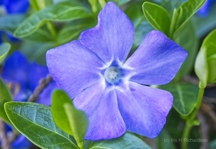 Purple Periwinkle Flower by Iris H Richardson Wall Art