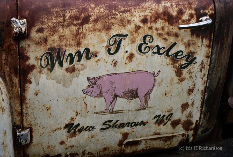 Rusty Truck-door with Pink Pig Logo by Iris H Richardson Wall Art
