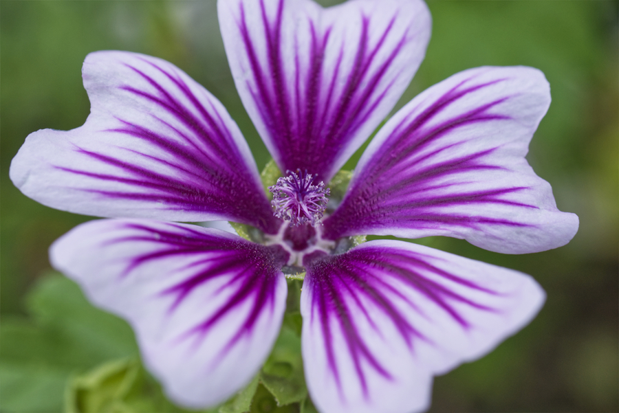 Magenta Tall Mallow Flower by Iris H Richardson Wall Art
