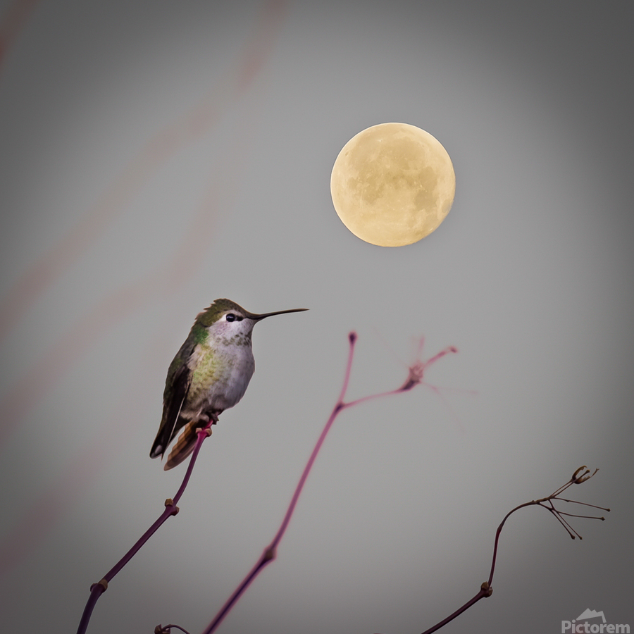 Hummingbird and Moon by Deb Friesen Wall Art