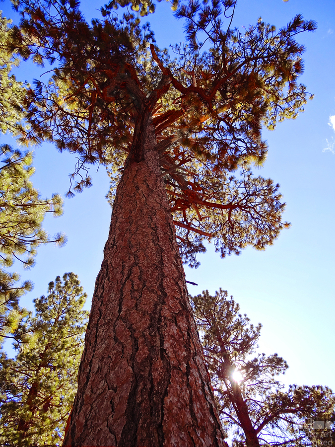 The Tallest Tree by Photo Art Unlimited Wall Art