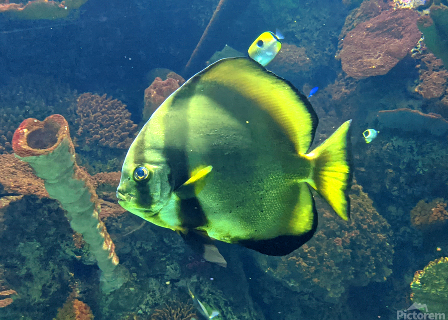 GreenFish by Kelly Marie Johnson Wall Art