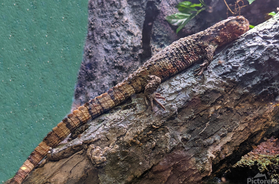 Lizard by Kelly Marie Johnson Wall Art