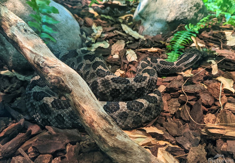 Snake by Kelly Marie Johnson Wall Art