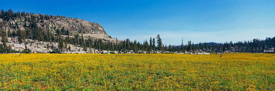 Emigrant Spring by Jesse Goff Wall Art