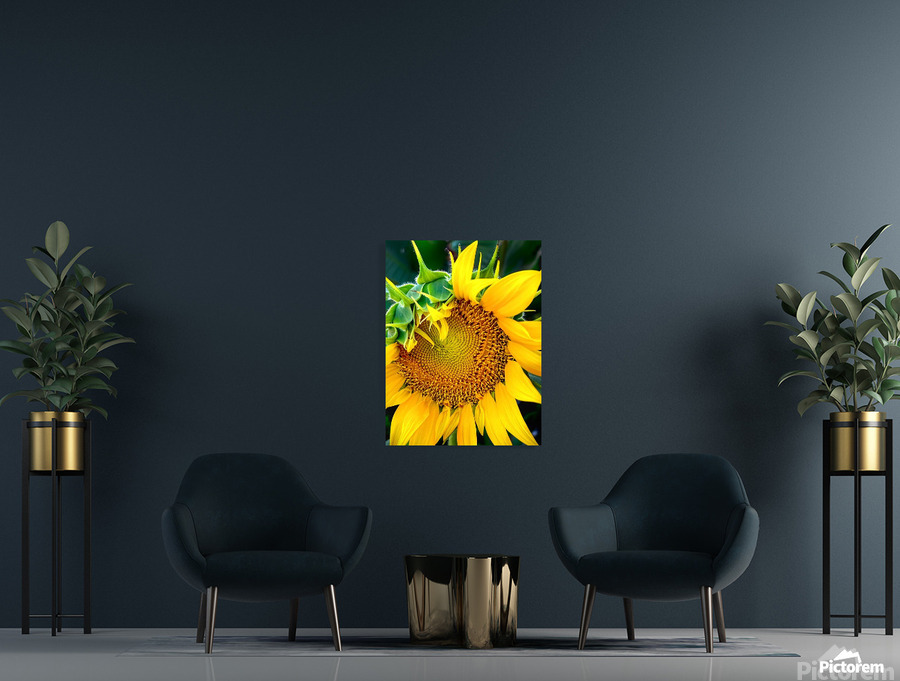 Sunflower Sample by L Griffin Photography Wall Art