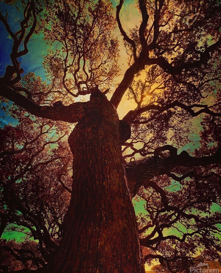 Old Man Tree by L Griffin Photography Wall Art
