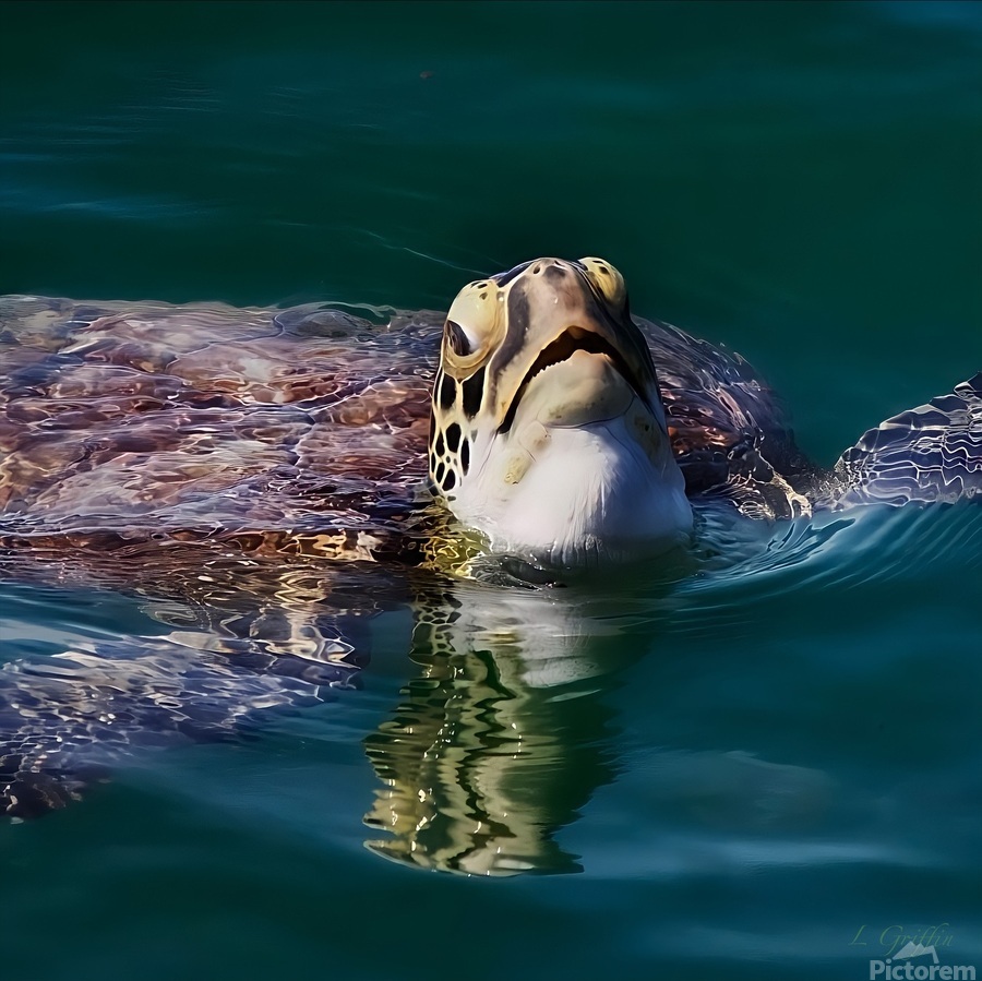 The curious Sea Turtle by L Griffin Photography Wall Art