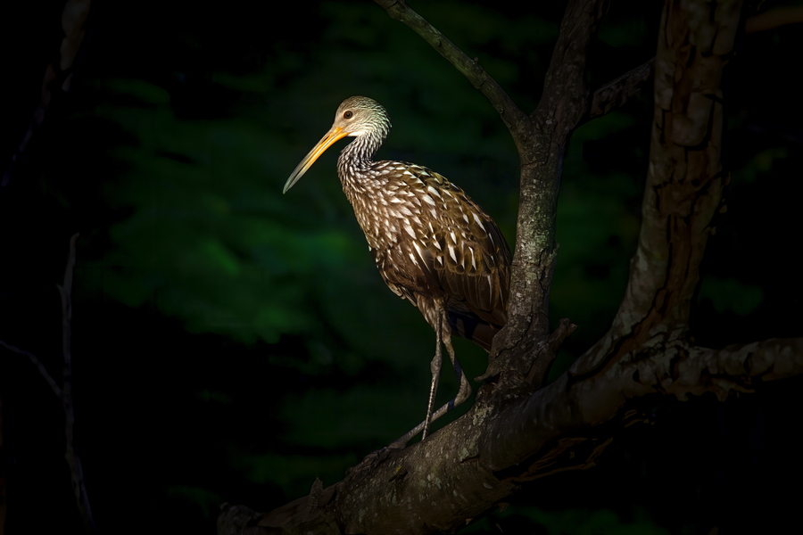 Limpkin at Sunset by Visual Voyages Fine Art Wall Art